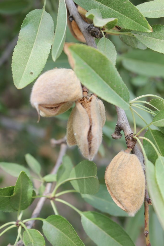 Almond Pollination Outlook for 2023: Economic and Other Considerations ...