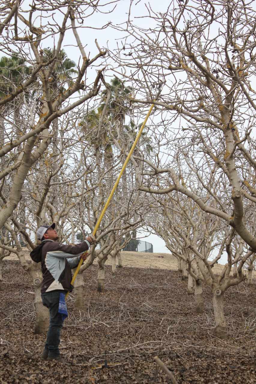 Pistachio Training Trial Offers Production Results | West Coast Nut