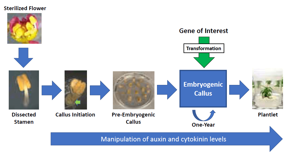 Development of a Plant Regeneration System for Genetic Transformation ...