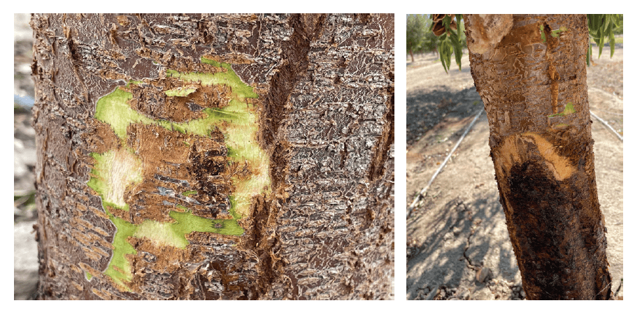 New Pathogen Causing Band Canker of Almonds in Kern County | West Coast Nut