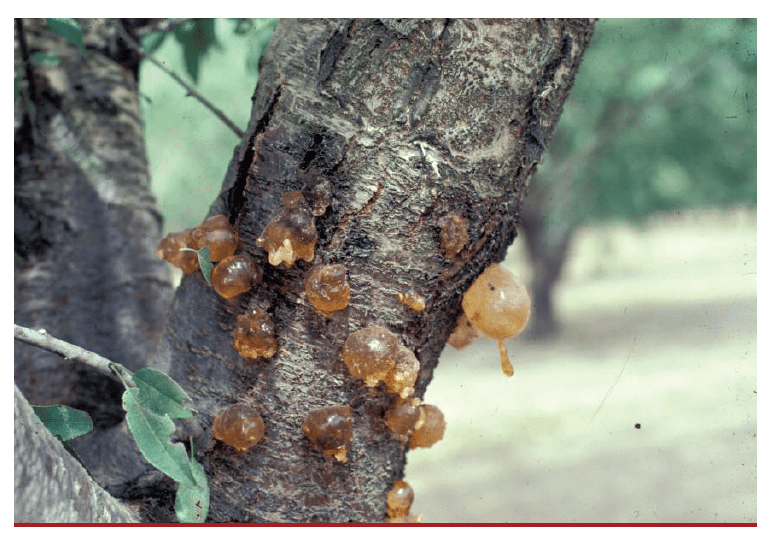 New Pathogen Causing Band Canker of Almonds in Kern County | West Coast Nut