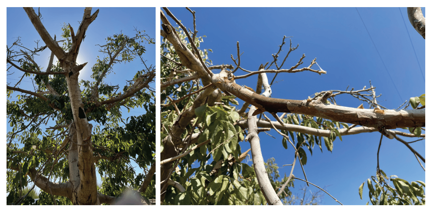 New Pathogen Causing Band Canker of Almonds in Kern County | West Coast Nut