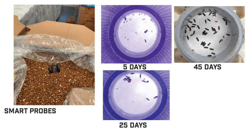 SmartProbe Technology for Early Post-harvest Insect Pest Detection and ...