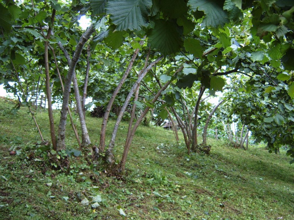 Turkey Poised for Continued Hazelnut Domination | West Coast Nut