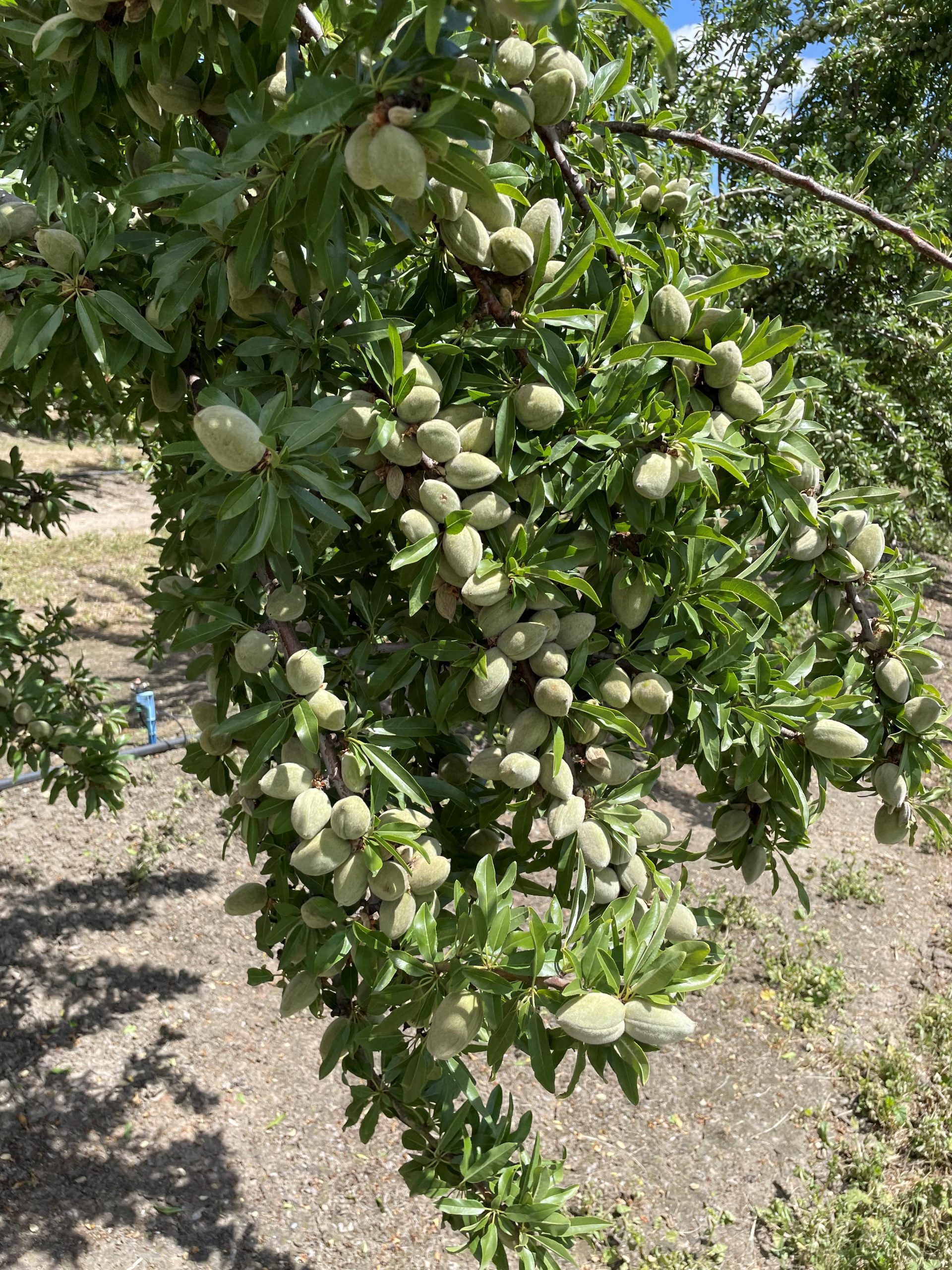 Self-Fertile Almonds on the Rise | West Coast Nut