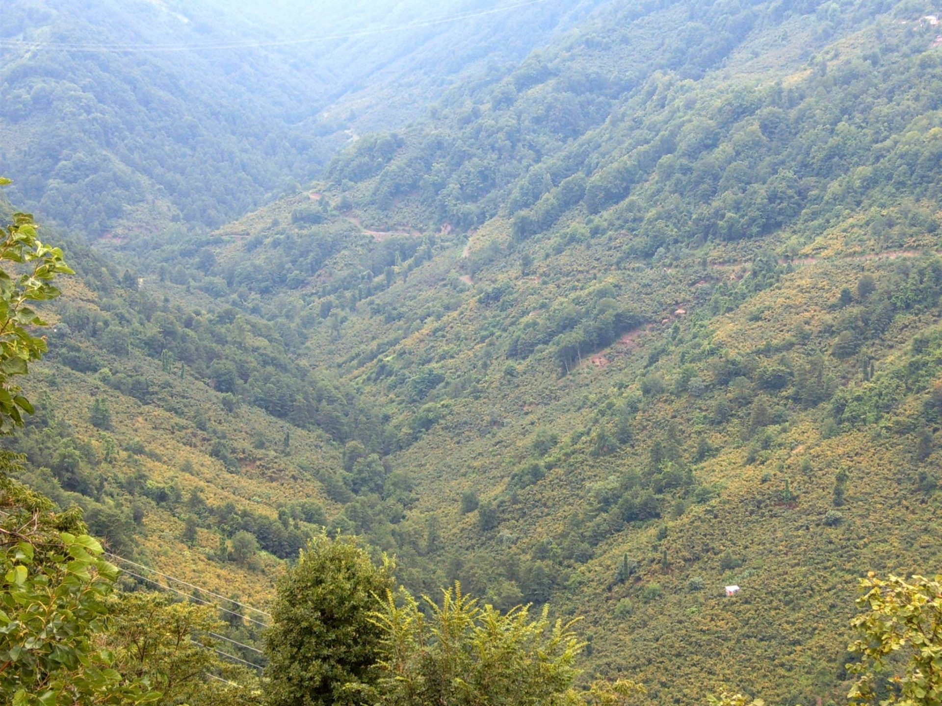 Turkey Poised for Continued Hazelnut Domination | West Coast Nut