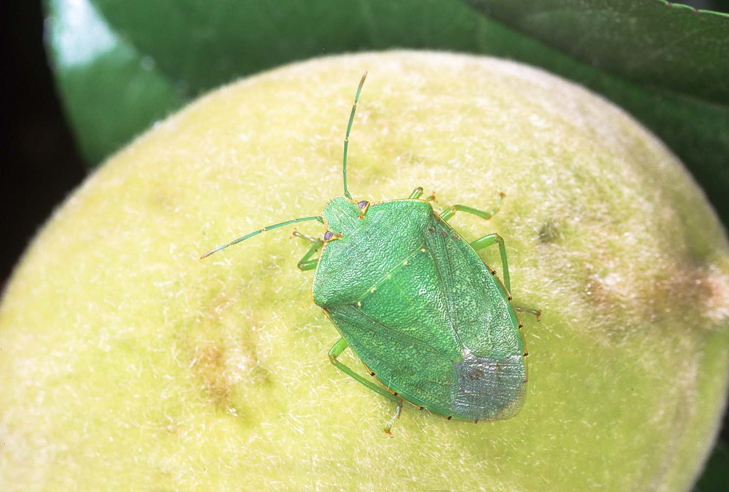 Stink Bug: Friend or Foe | West Coast Nut