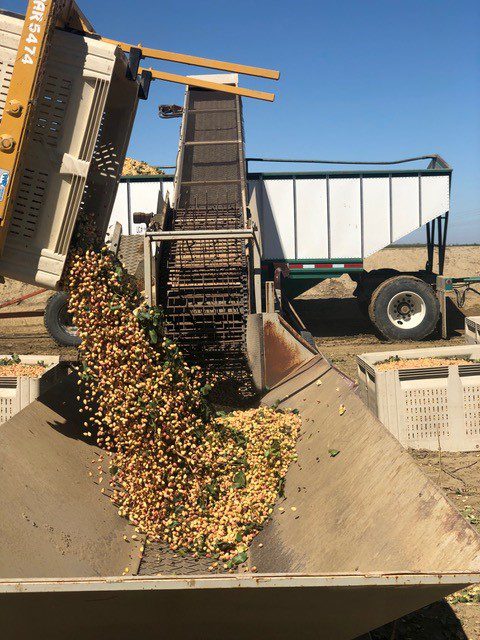 Pistachio Production in the Sacramento Valley | West Coast Nut