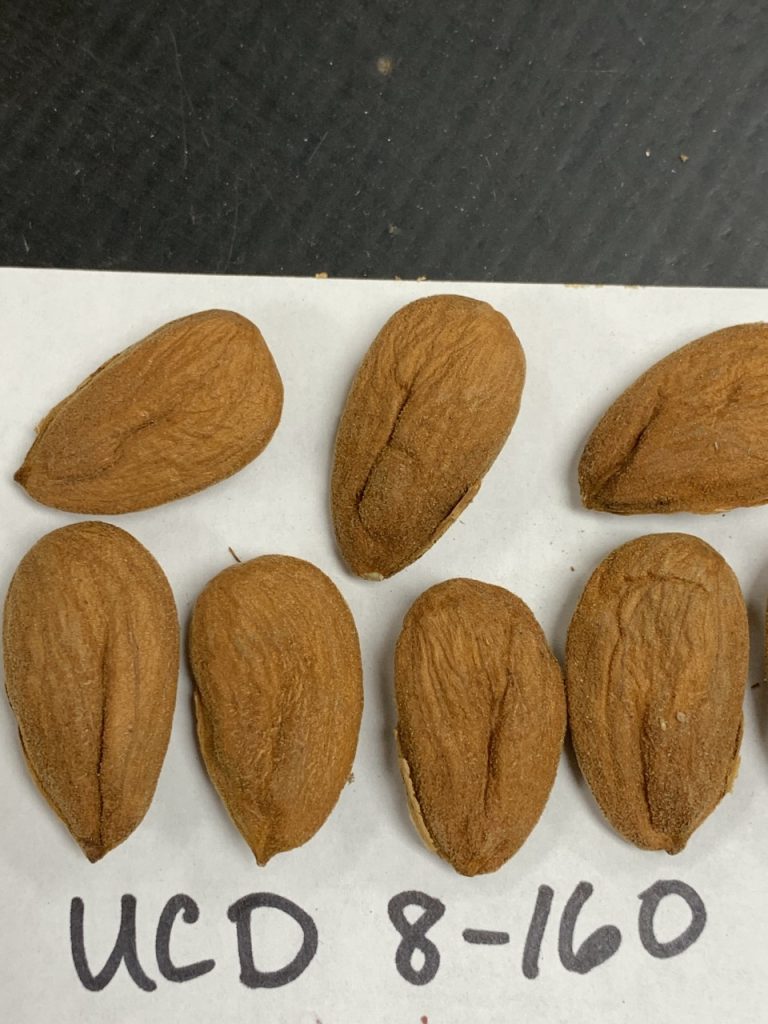 Key 2022 Takeaways from Ongoing Regional Almond Variety Trials | West ...
