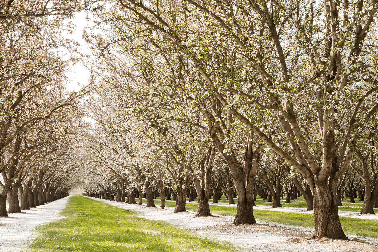 From the Orchard: Julia Violich is the “Jill of All Trades” for Capay ...