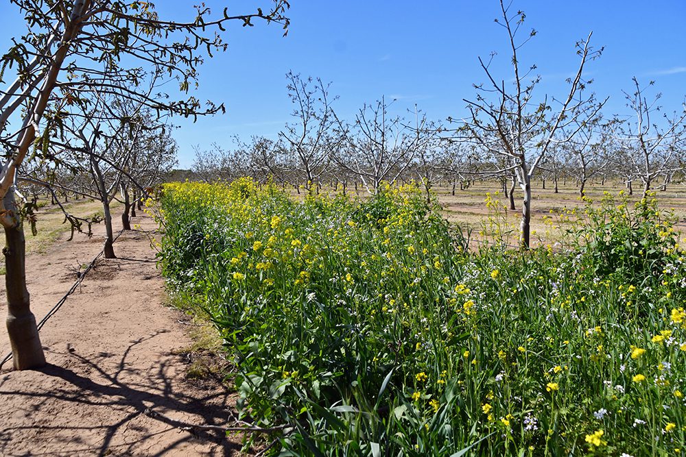 In It for the Long Haul: Linden Walnut Grower Melds Traditional ...