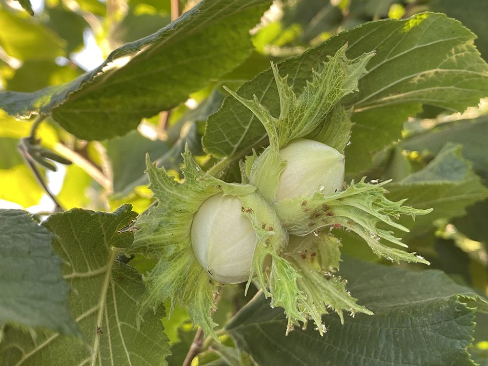Aphid Control in Hazelnuts Potentially Compromised by Stink Bug | West ...