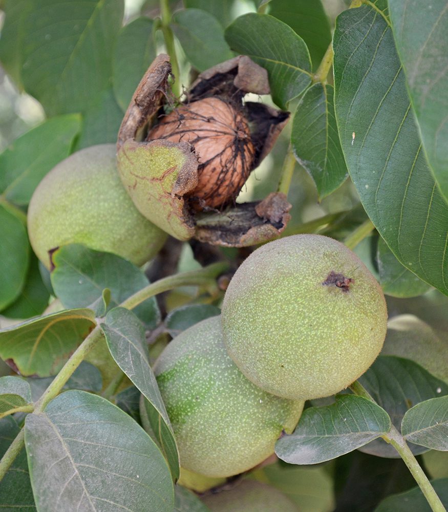 The Art and Science of Using Ethephon in Walnuts This Season | West ...