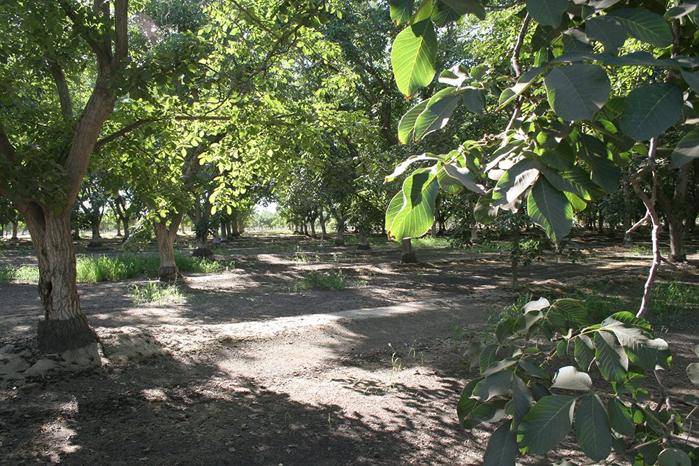 Grower Prosperity, Expanding Demand Drive Walnut Industry’s New ...
