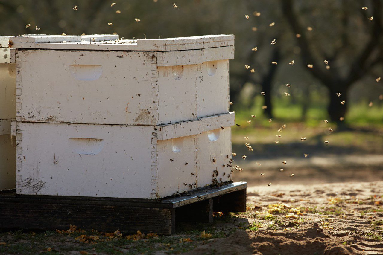 California Honeybee Health Improved in 2023 | West Coast Nut