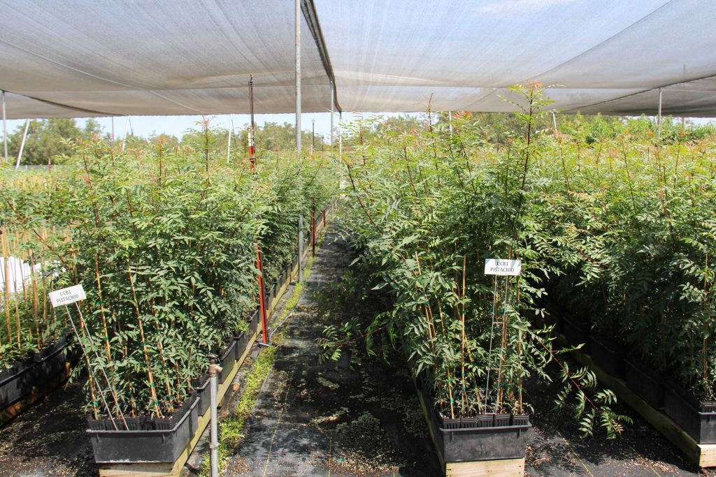 Putting the Pieces Together When Choosing the Right Rootstock | West ...