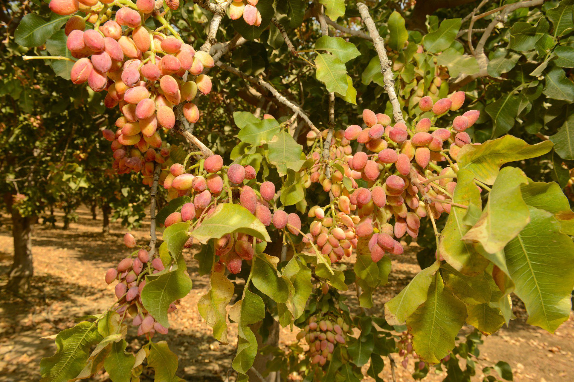 From the Orchard: Stephani Graham and Rebecca Kaser Sisters Set Example ...