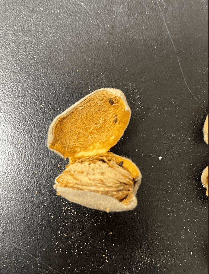 Beetle Pest Presents New Challenge for Almond and Pistachio Growers ...