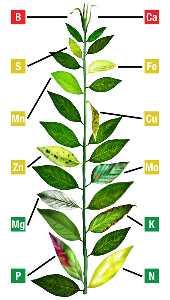 Sap and Tissue Analysis Comparing Two Different Diagnostic Tools to ...