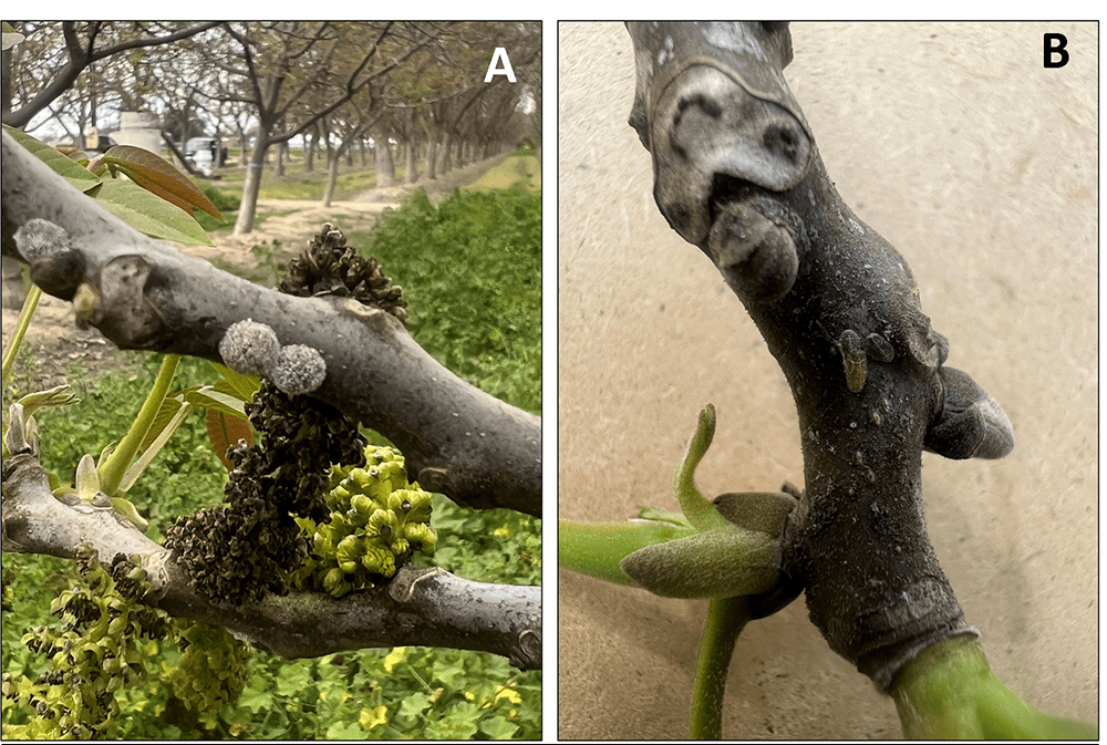 Treatment Options for Management of Walnut Scale and Frosted Scale ...