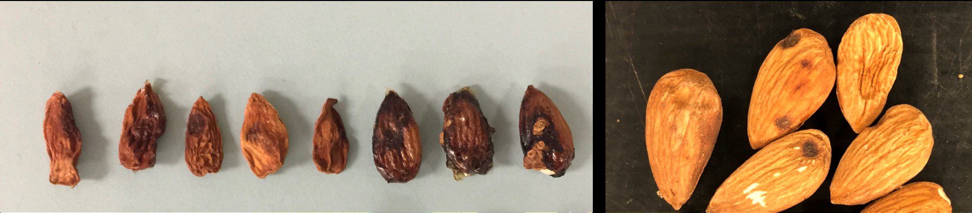 Status of Brown Spot Damage Caused by Hemipteran Pests in Almond | West ...