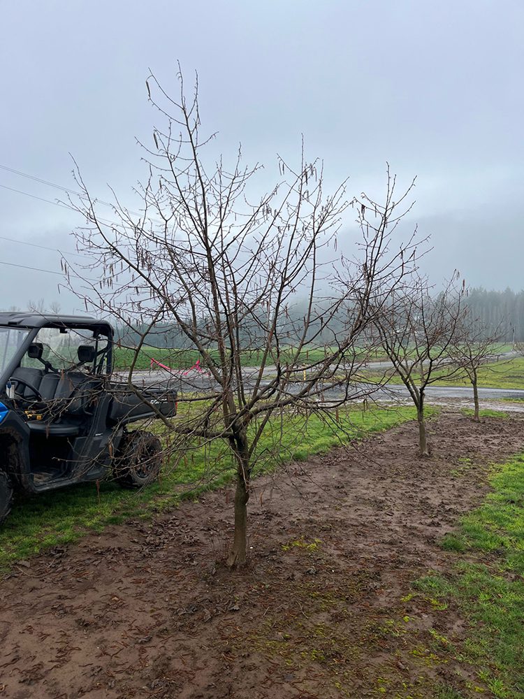 Hazelnut Growers Face New Strain of Eastern Filbert Blight | West Coast Nut