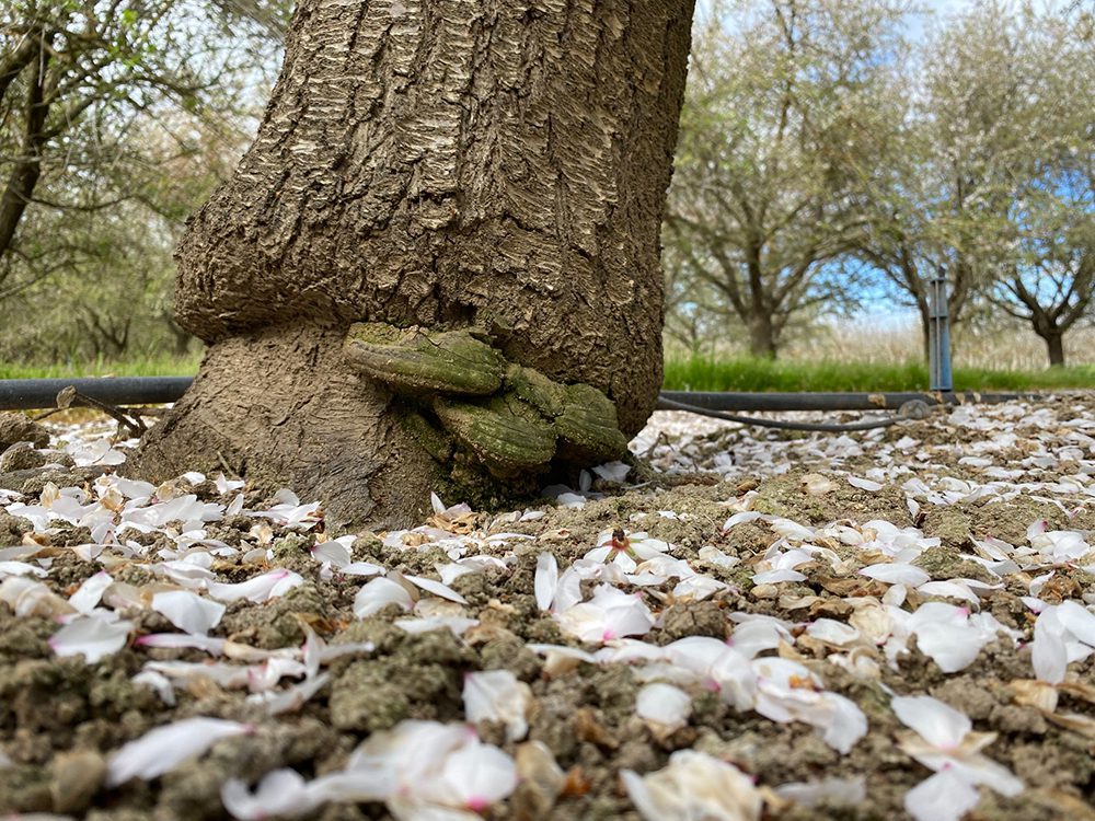 Crown Gall/Ganoderma Connection in Almonds Being Investigated | West ...