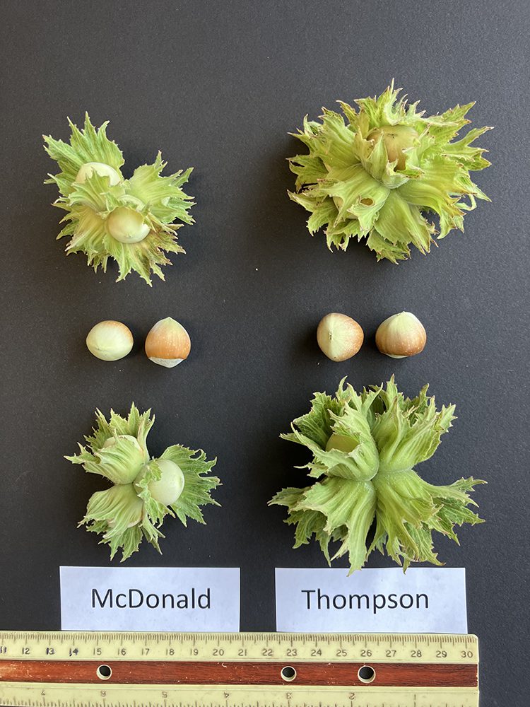 New Hazelnut Cultivar a Fit for High-Density Orchards | West Coast Nut