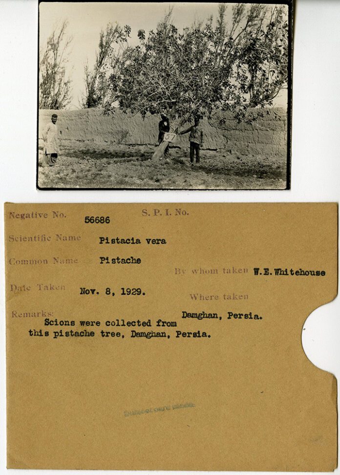 The History of Pistachios in the U.S. | West Coast Nut