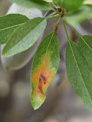 New Red Leaf Blotch Fungal Disease Spreading in Almonds | West Coast Nut