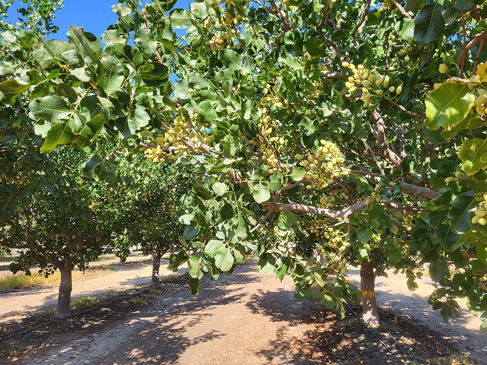 View from the Top: ‘I Want Eight Billion People Eating Pistachios Every ...