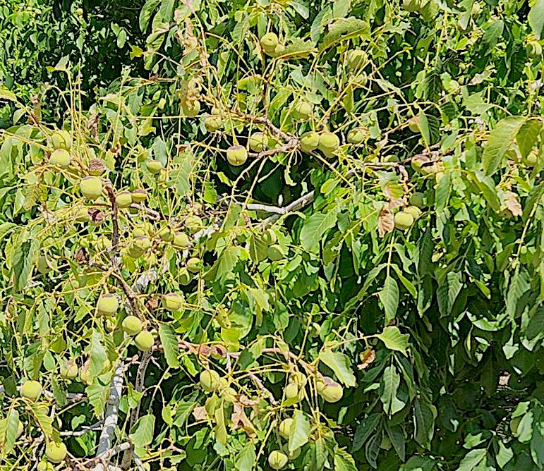 Grasshopper Infestation on the March in the North State | West Coast Nut