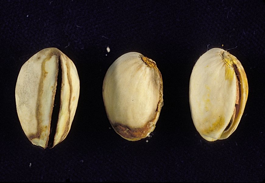 Breeding New Pistachio Cultivars for a Hotter, Drier Future | West ...
