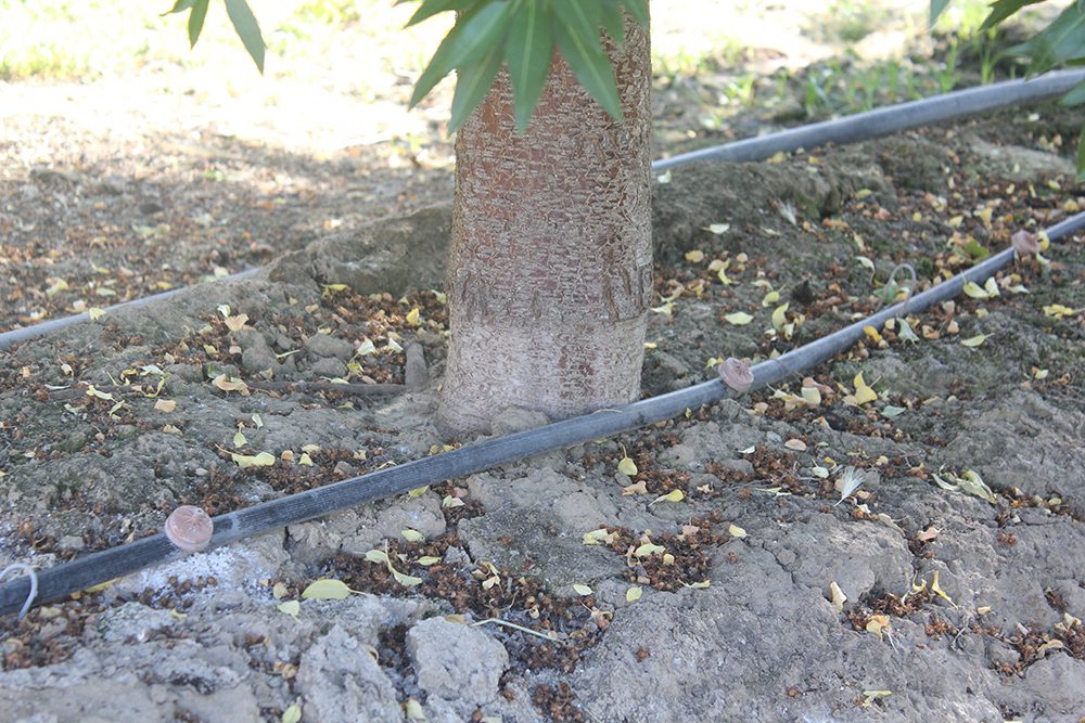 Preventative Strategies for Phytophthora Root and Crown Rot in Walnut ...