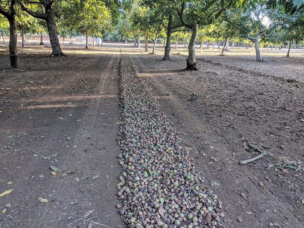 From the Orchard: James Chinchiolo: Fourth-Generation Grower Brings New ...