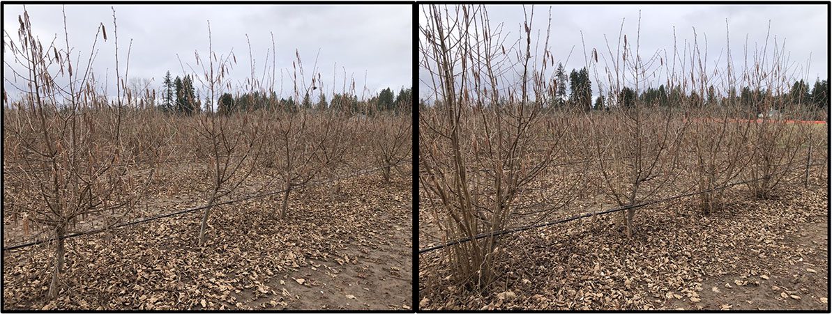 Researcher Zeroing in on One-Pass Sucker Control in Hazelnuts | West ...