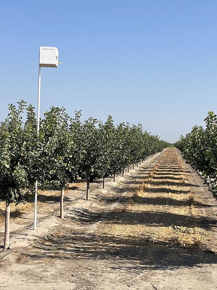 From the Orchard: First-Generation Grower Jamie Bledsoe Details Journey ...