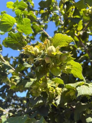 Chilean Hazelnut Growers Expected to Harvest 200,000 Metric Tons by ...