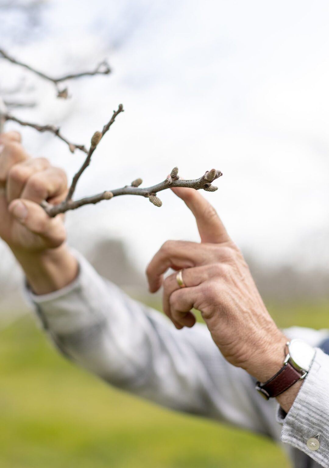 From the Orchard: Asa Robinson on Building Better Walnuts From a Family ...