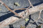 IGRs Recommended for Walnut Scale | West Coast Nut